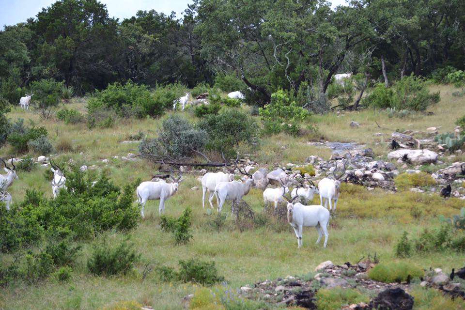 Page 2/2 - Rock Canyon Ranch Super Exotics Photo Gallery